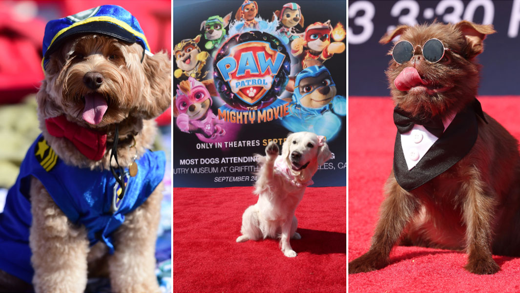 Los perros baten el récord mundial en el estreno de La Patrulla Canina ...